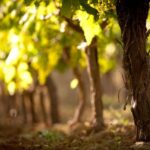 Crete: Olive, Wine, & Raki on a Flavorful Culinary Journey - The Value and Who Should Consider This Tour