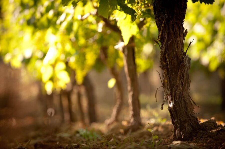Crete: Olive, Wine, & Raki on a Flavorful Culinary Journey - The Value and Who Should Consider This Tour