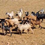 Crete: Shepherds Life & Psiloritis Mountain Tour with Meal - A Closer Look at the Tour Experience