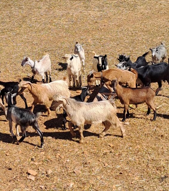Crete: Shepherds Life & Psiloritis Mountain Tour with Meal - A Closer Look at the Tour Experience