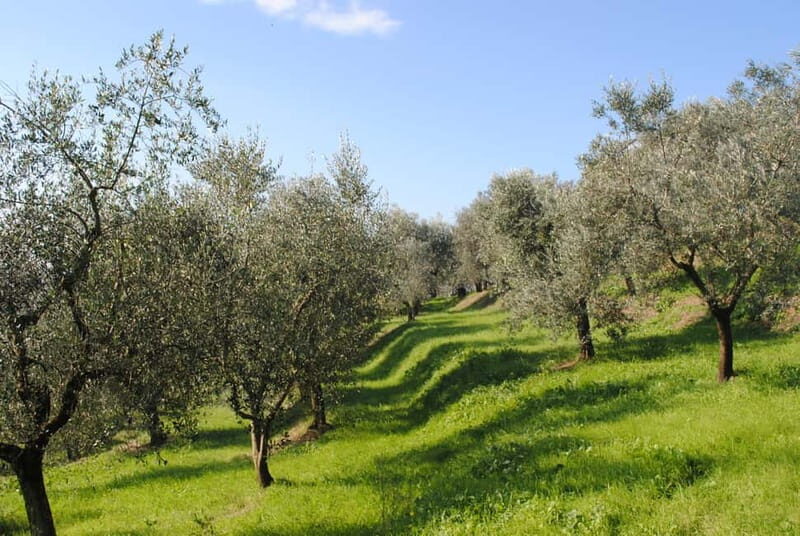 Crete: Sunset & Flavors of Crete Tour in the Countryside - The Raki Distillery Experience