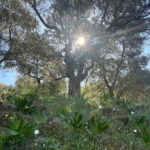 Cretes Secret Trail: Agia Irini Gorge & Sougia Escape - Final Thoughts