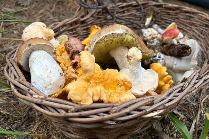 Culinary Adventure To The Fungi And Botanical Kingdom Of Bulgaria - Who is This Tour Best For?