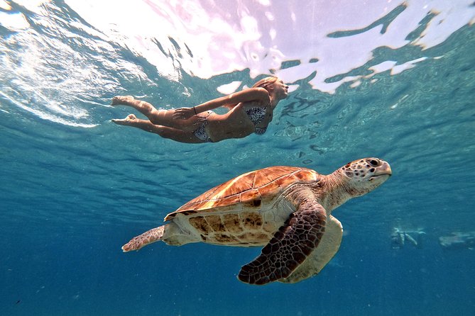 Curacao: Swimming with Sea Turtles and Grote Knip Beach Tour - An In-Depth Look at the Tour Experience