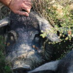 Cured Meat & Olive Oil Tasting & Visit near Pisa & Livorno - The Value for Travelers