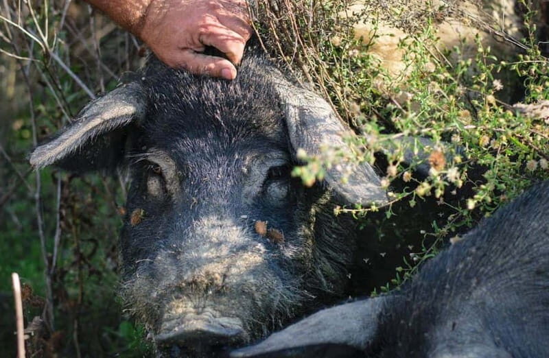 Cured Meat & Olive Oil Tasting & Visit near Pisa & Livorno - The Value for Travelers