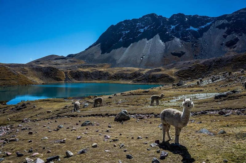 Cusco: 7 Lagoons of Ausangate Full Day - Key Points