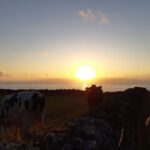 Dairy farm Visit and Cow Milking Experience in Azores - What to Expect from the Tour