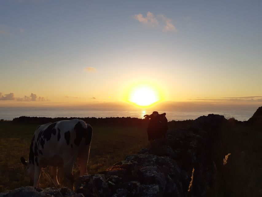 Dairy farm Visit and Cow Milking Experience in Azores - What to Expect from the Tour