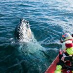 Dalvík: Whale Watching Speedboat Tour - Practical Details: What’s Included and What You Should Know