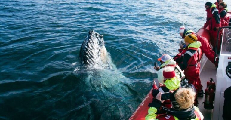 Dalvík: Whale Watching Speedboat Tour - Practical Details: What’s Included and What You Should Know