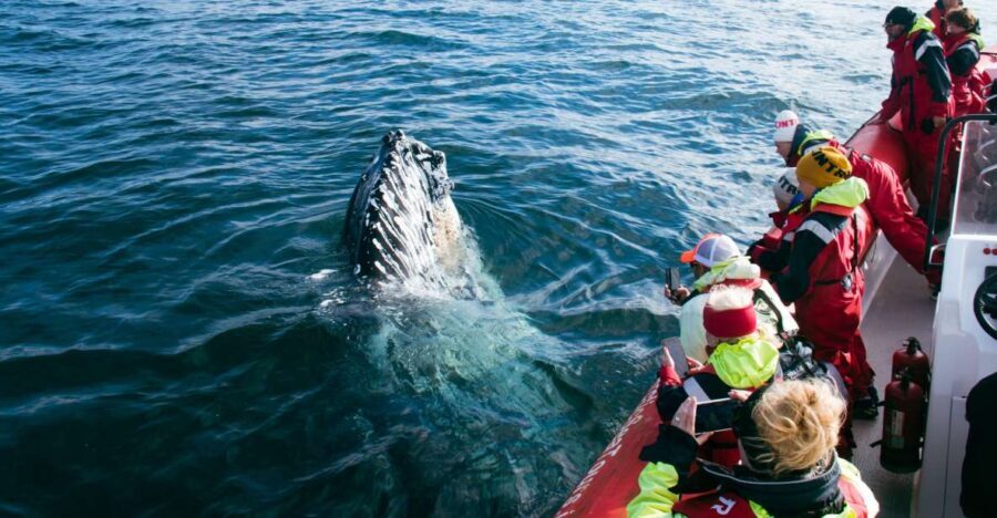 Dalvík: Whale Watching Speedboat Tour - Practical Details: What’s Included and What You Should Know