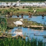 Danube Delta: Boat Tour Through the Water Lily Reserve - Final impressions: Is it worth it?