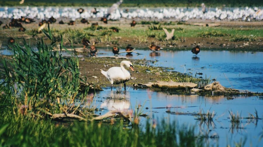 Danube Delta: Boat Tour Through the Water Lily Reserve - Final impressions: Is it worth it?