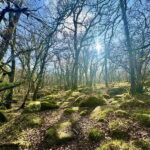 Dartmoor: Guided Hiking Tours FULL Day - Key Points