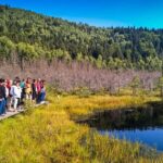 Day Trip & Bear Watching in the Land of Volcanoes - The Itinerary: A Well-Rounded Exploration of Nature and Wildlife