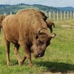 Day trip from Brasov: Bison reserve & traditional lunch - Final Thoughts: Is This Tour Worth It?