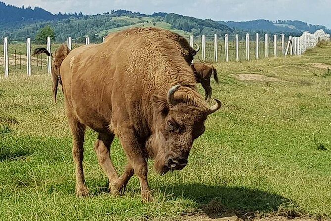 Day trip from Brasov: Bison reserve & traditional lunch - Final Thoughts: Is This Tour Worth It?