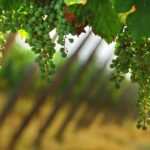 Day trip from Milan: Franciacorta, a paradise for wine lovers! - private tour - Authentic Experiences and Critical Insights