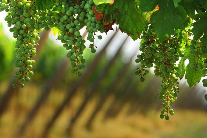 Day trip from Milan: Franciacorta, a paradise for wine lovers! - private tour - Authentic Experiences and Critical Insights