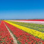 Day Trip to Famous Tulip Route in Noordoostpolder From Amsterdam - Price and Value
