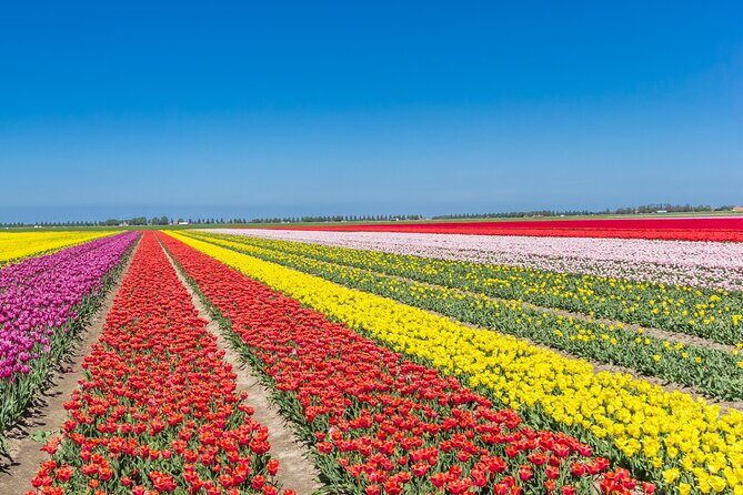 Day Trip to Famous Tulip Route in Noordoostpolder From Amsterdam - Price and Value