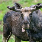 Day Trip To Gauja National Park: Animals, and Castles - Why Travelers Love This Experience