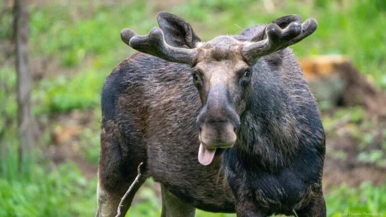 Day Trip To Gauja National Park: Animals, and Castles - Why Travelers Love This Experience