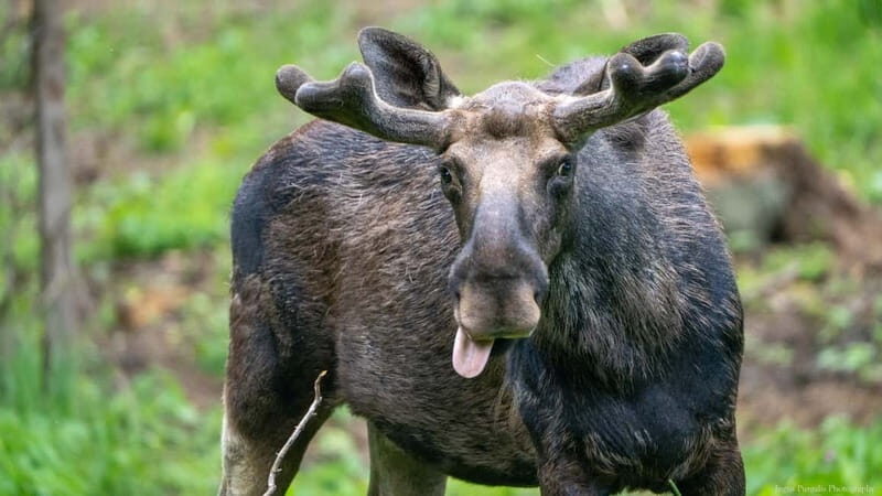 Day Trip To Gauja National Park: Animals, and Castles - Why Travelers Love This Experience