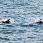 Deluxe Whale Watching and Whales of Iceland Exhibition Combo from Reykjavik - The True Value of This Tour