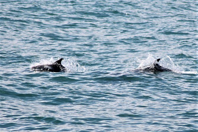 Deluxe Whale Watching and Whales of Iceland Exhibition Combo from Reykjavik - The True Value of This Tour