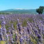 departing from Avignon, Classic lavender tour - Who is This Tour Best For?