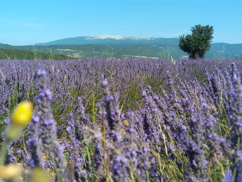 departing from Avignon, Classic lavender tour - Who is This Tour Best For?