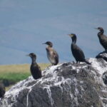 Dingle: Blasket Island Eco Tour with Wildlife Watching - What Makes This Tour a Good Value?