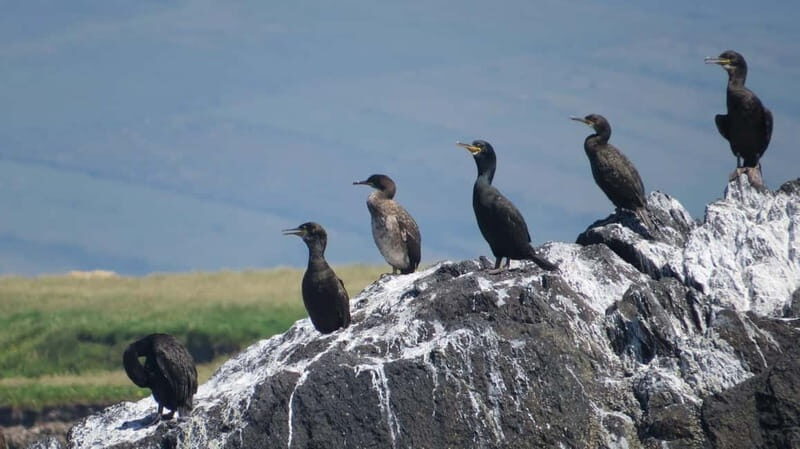 Dingle: Blasket Island Eco Tour with Wildlife Watching - What Makes This Tour a Good Value?