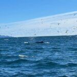 Dingle Boat Tours RIB Adventure Private - Summary: Why Choose Dingle Boat Tours’ RIB Adventure?