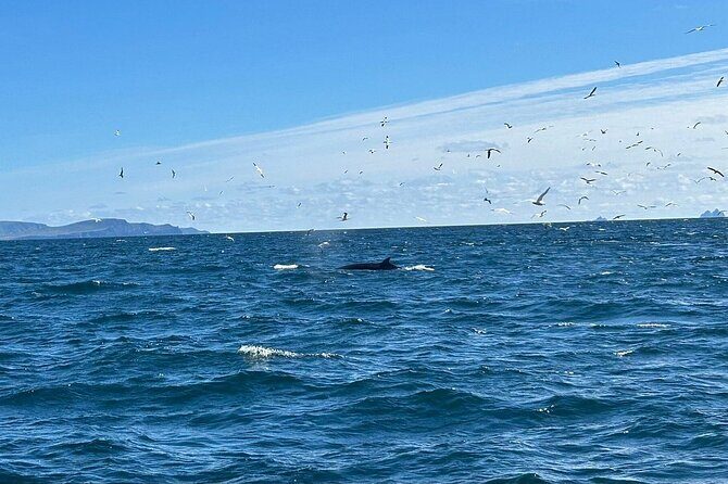 Dingle Boat Tours RIB Adventure Private - Summary: Why Choose Dingle Boat Tours’ RIB Adventure?