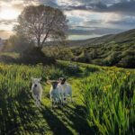 Dingle: HIdden Peninsula Photo And Sightseeing Tour - An Introduction to the Tour