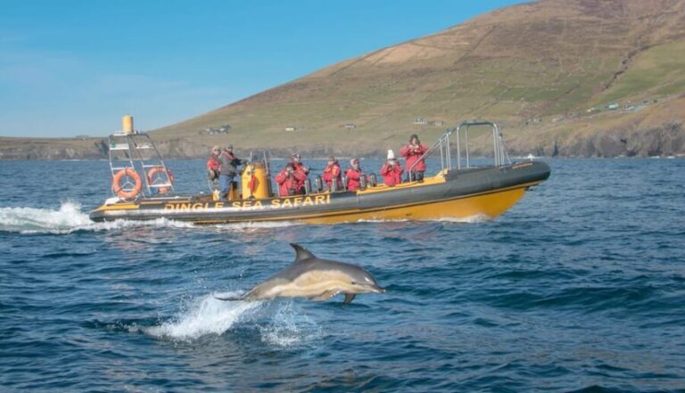 Dingle: Sea Safari by RIB Boat - Who Will Love This Tour?