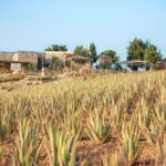 Discover Aloe: A Farm Walk & Workshop - The Value of the Experience