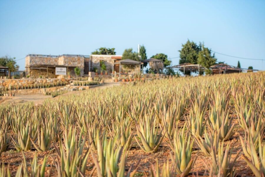 Discover Aloe: A Farm Walk & Workshop - The Value of the Experience