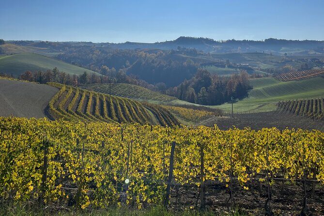 Discover Brunello Wines with DiWine Experience - A Balanced Look at the Brunello Wine Tour