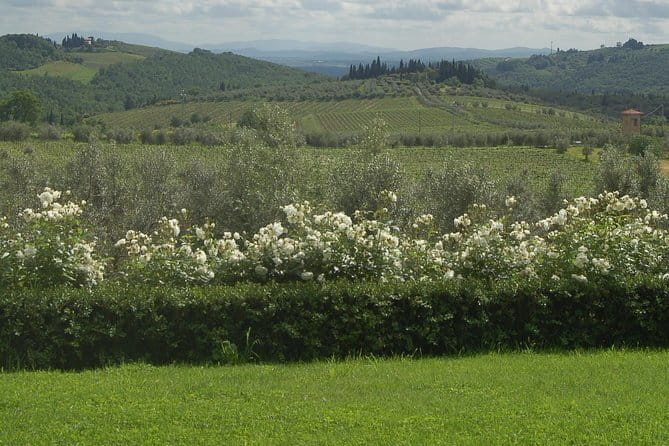 Discover Chianti Through its Wines - Exploring the Wine and Beauty of Chianti: A Detailed Review of the Casa Sola Tour