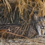 Discover Doñana & Iberian Lynx: Premium Nature Tour - Authentic Encounters and Real Feedback
