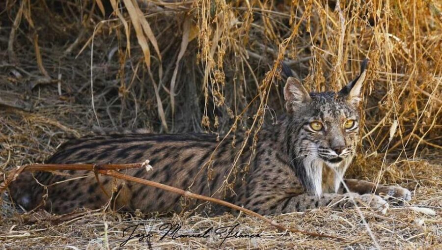 Discover Doñana & Iberian Lynx: Premium Nature Tour - Authentic Encounters and Real Feedback