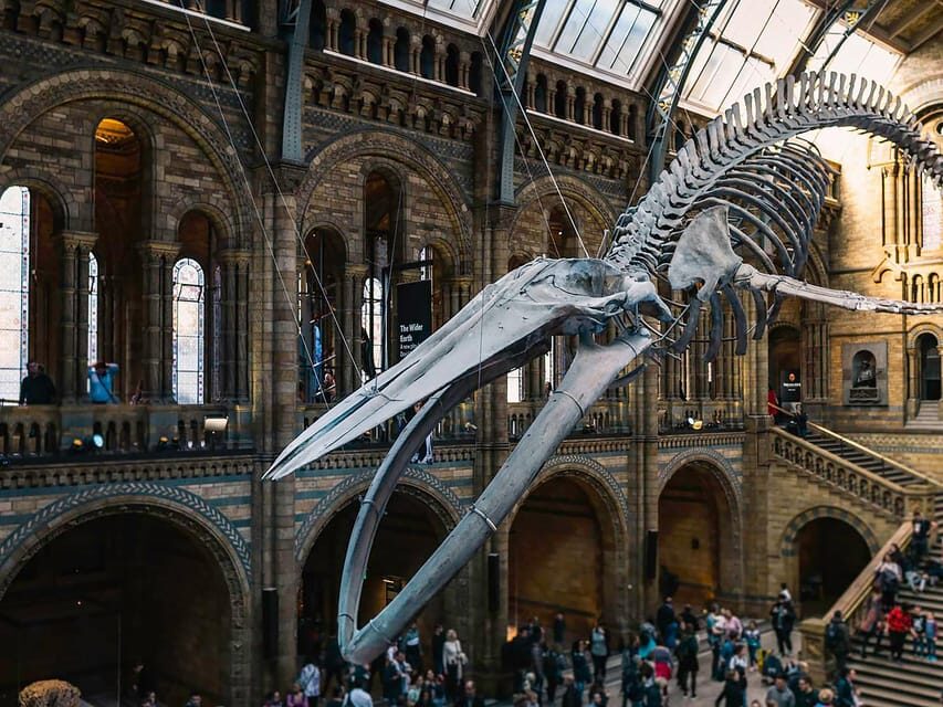 Discover Fossils & Gems at Natural History Museum - The Sum Up