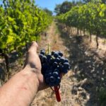 Discover Italian Wines: Exclusive Tasting at Tenuta La Viola - What Makes This Tour Stand Out