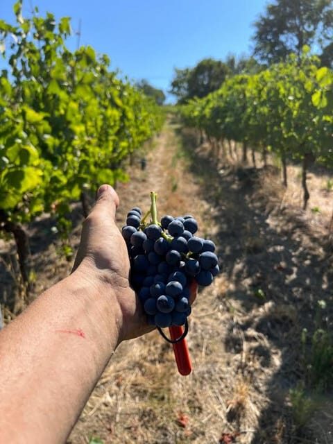 Discover Italian Wines: Exclusive Tasting at Tenuta La Viola - What Makes This Tour Stand Out