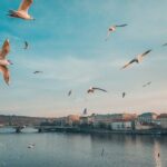 Discover Pragues most Photogenic Spots with a Local - Key Points