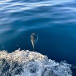 Discover Sardinia: Dolphin Watching and Capo Figari Tour - Authentic Sardinian Experiences